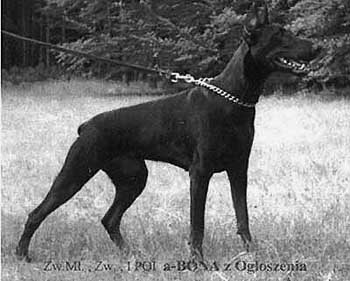 Dobermann Pictures from 1990's