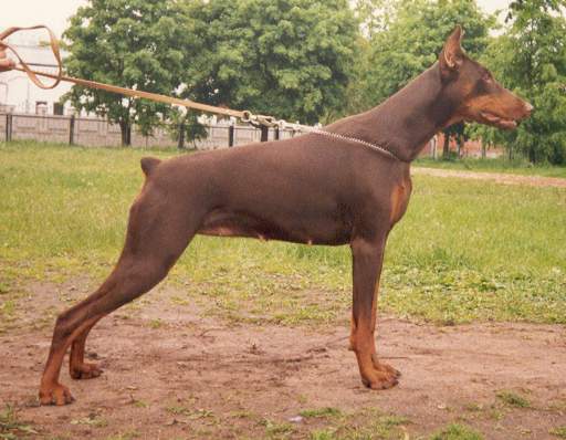 Dobermann Pictures from 1990's